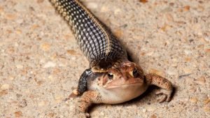 Discover a Toad's Lifespan: How Long Does a Toad Live?