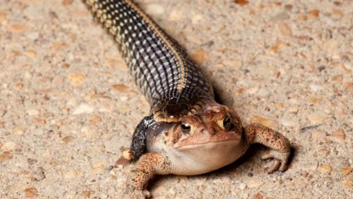Discover a Toad's Lifespan: How Long Does a Toad Live?
