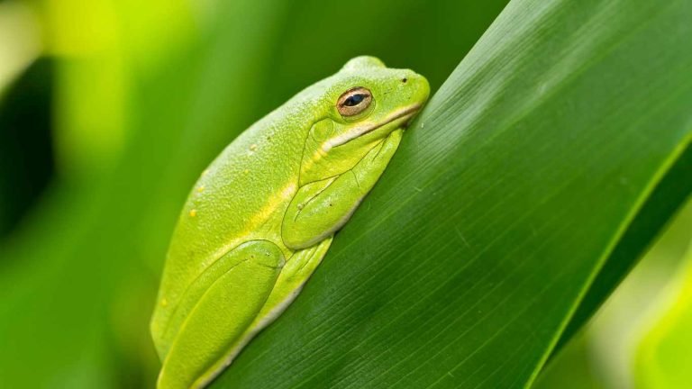 American Green Tree Frog Habitat: A GeoZoo Guide