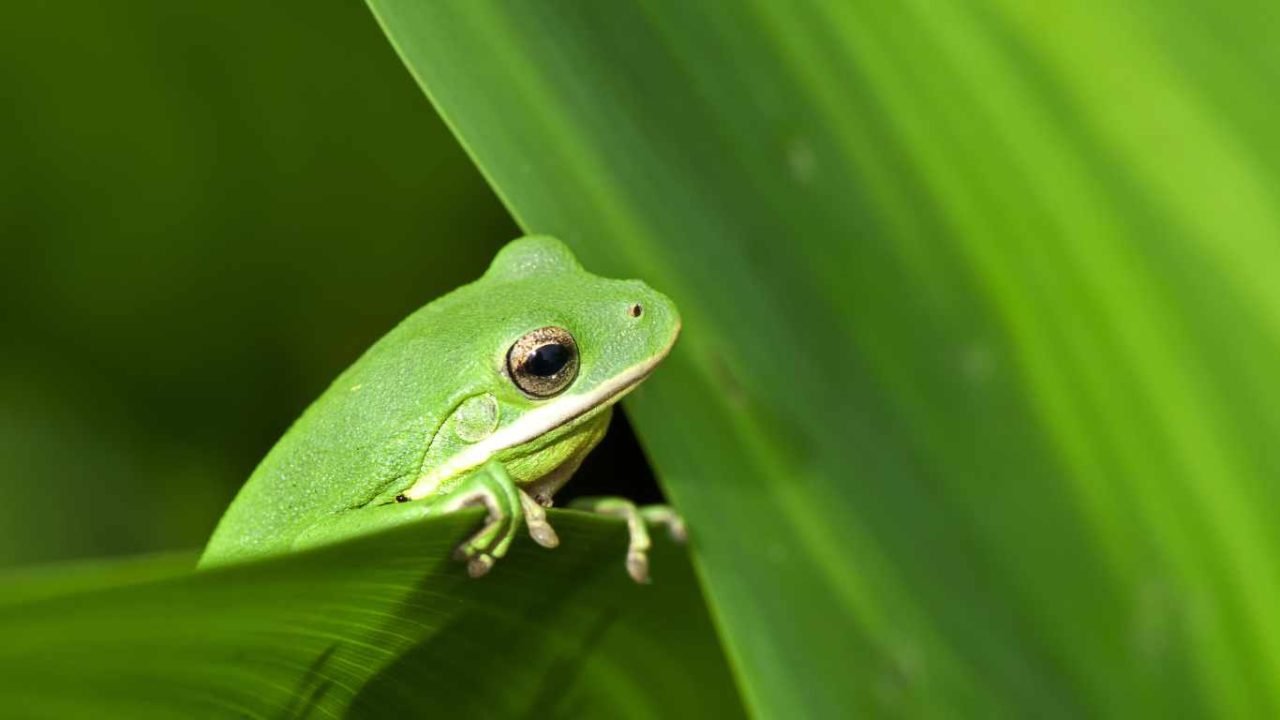 American Green Tree Frog Habitat: A GeoZoo Guide