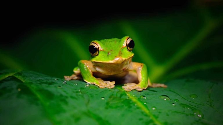 American Green Tree Frog Habitat: A GeoZoo Guide