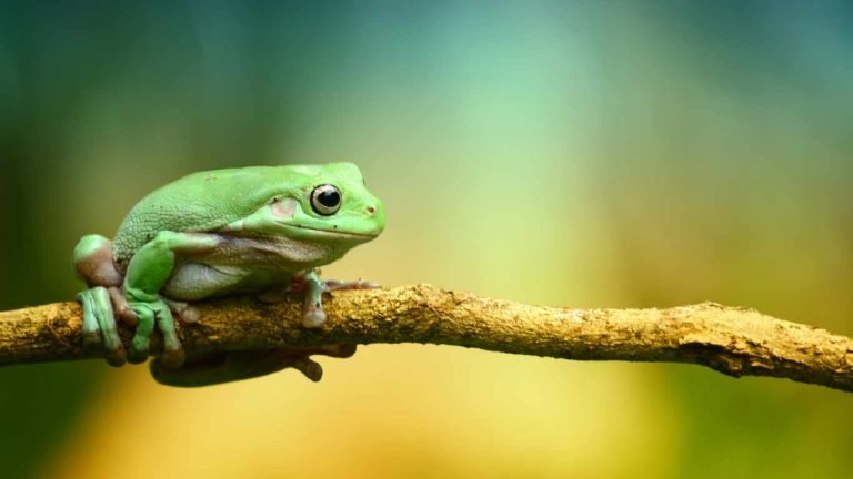 American Green Tree Frog Habitat: A GeoZoo Guide