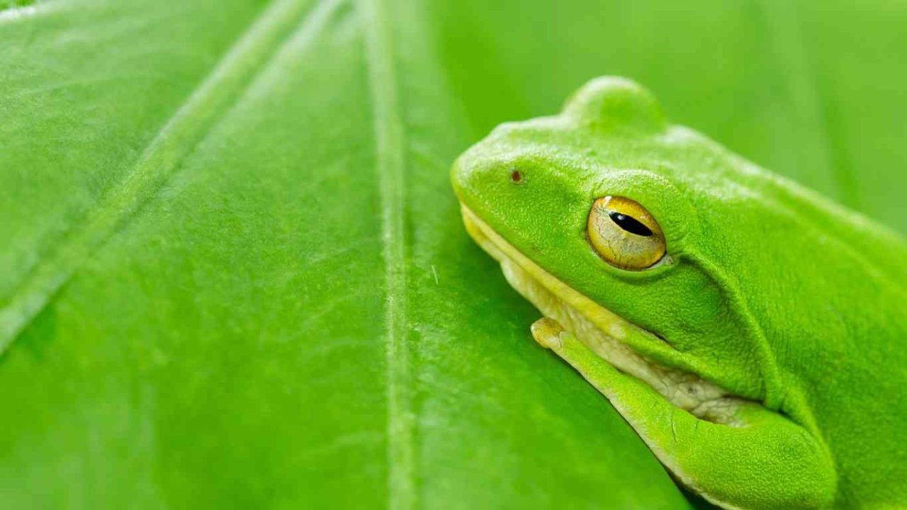 American Green Tree Frog Care: A Beginner's Guide to a Happy, Healthy Pet