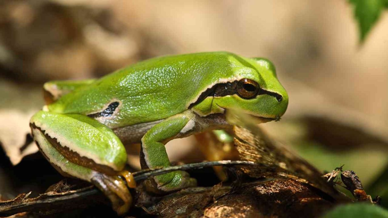 American Green Tree Frog Care: A Beginner's Guide to a Happy, Healthy Pet