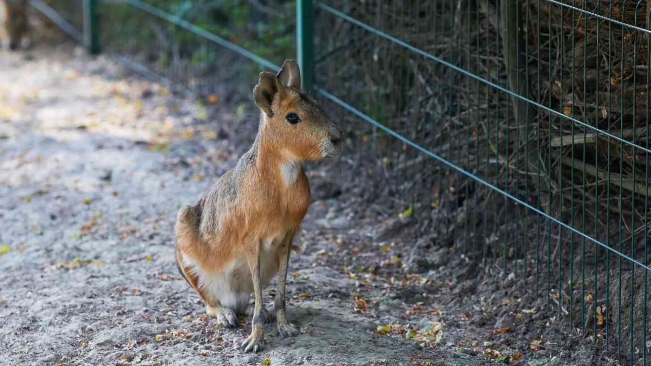 Are Patagonian Cavies Legal in the United States? Find Out!