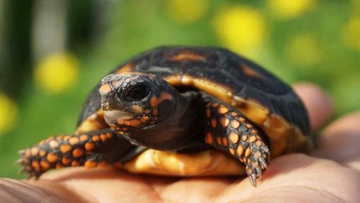 Discover a Toad's Lifespan: How Long Does a Toad Live?