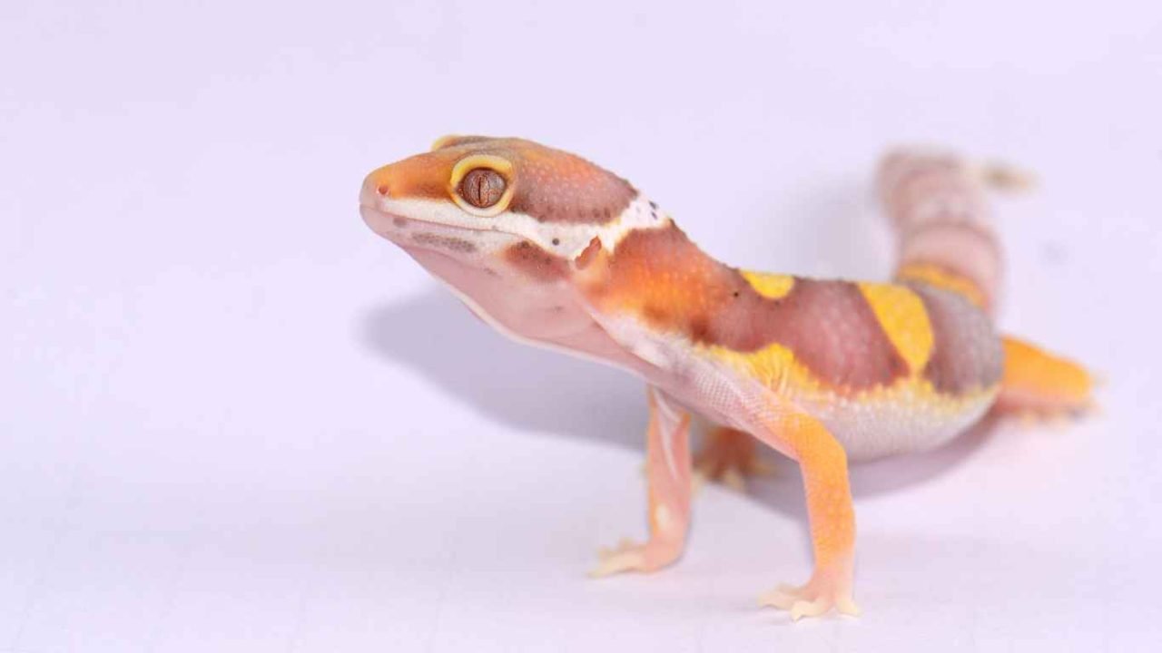 Albino Leopard Gecko Care & Fascinating Facts