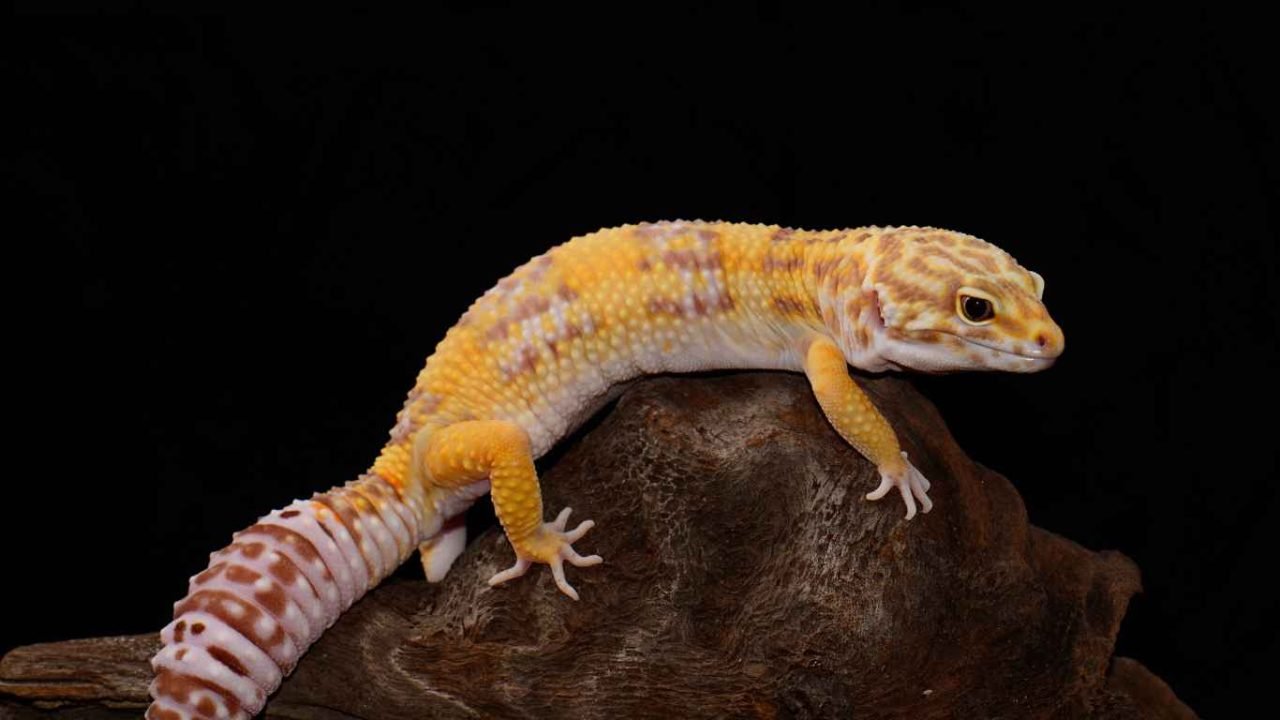 Albino Leopard Gecko Care & Fascinating Facts
