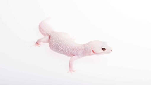Albino Leopard Gecko Care & Fascinating Facts