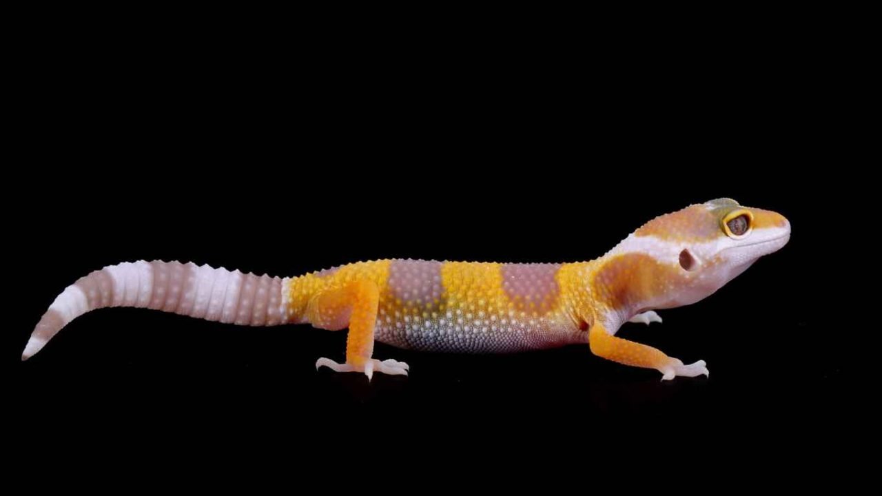 Albino Leopard Gecko Care & Fascinating Facts