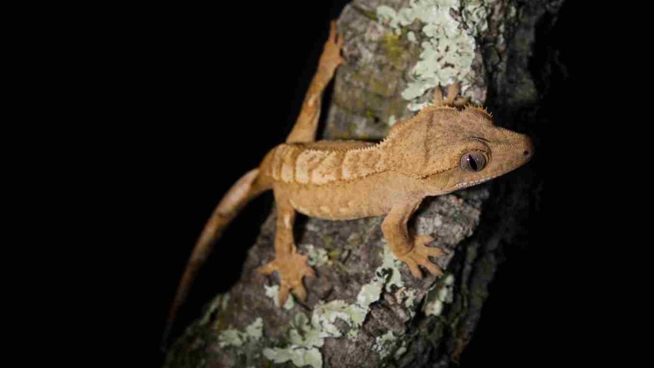 Unveiling the World of Crested Gecko Morphs: A Comprehensive Guide