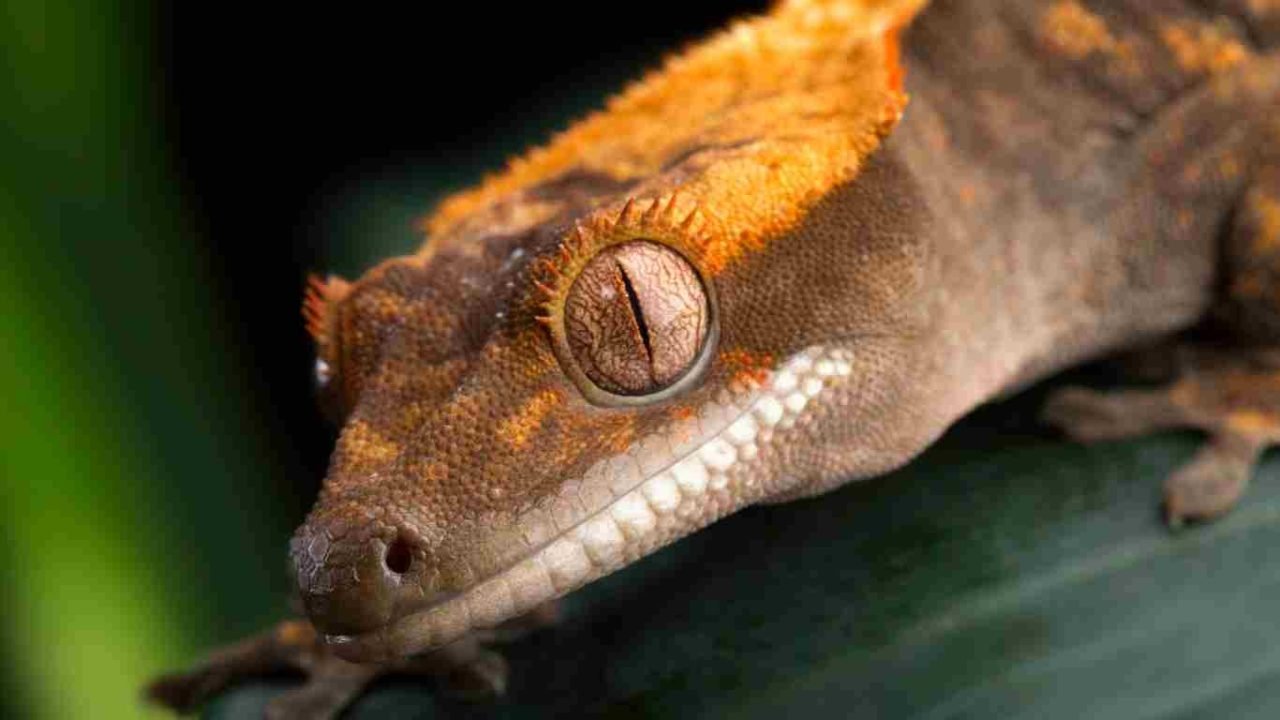 Unveiling the World of Crested Gecko Morphs: A Comprehensive Guide