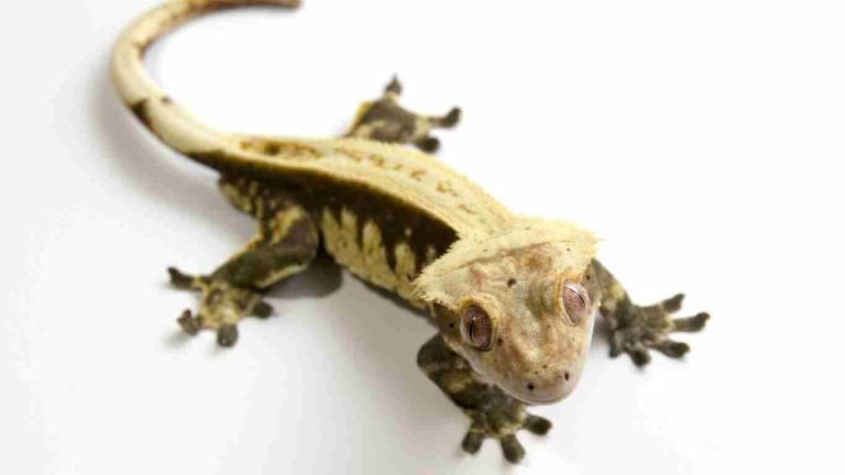 Unveiling the World of Crested Gecko Morphs: A Comprehensive Guide
