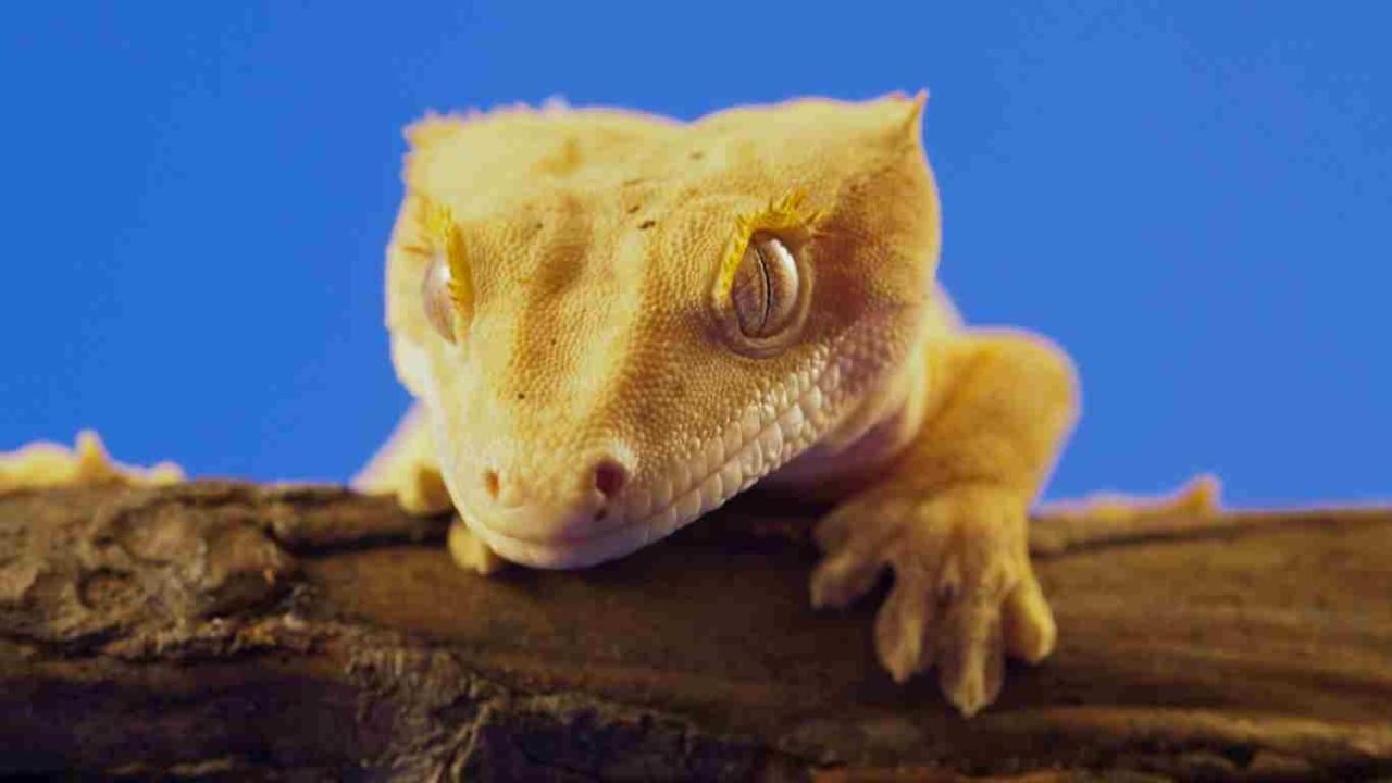 Unveiling the World of Crested Gecko Morphs: A Comprehensive Guide
