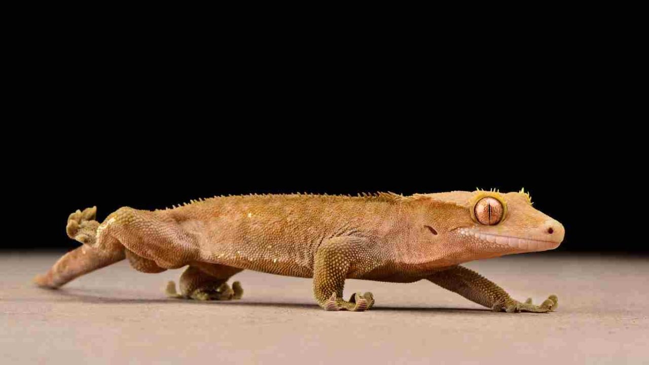 Unveiling the World of Crested Gecko Morphs: A Comprehensive Guide
