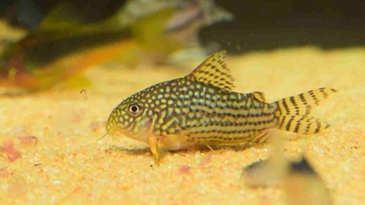 Breeding Guide: How to Breed Corydoras Easily