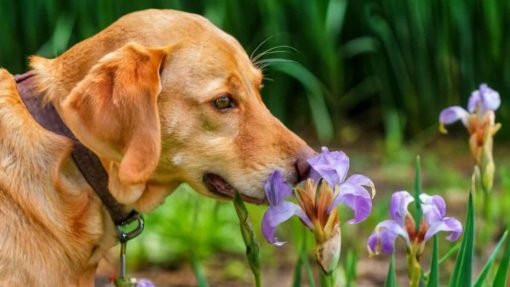 Are Iris Poisonous to Dogs? Safety Guide for Pet Owners