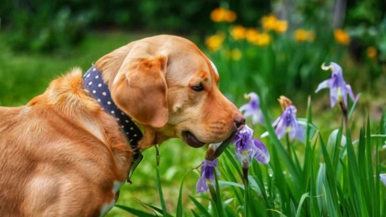 Are Iris Poisonous to Dogs? Safety Guide for Pet Owners