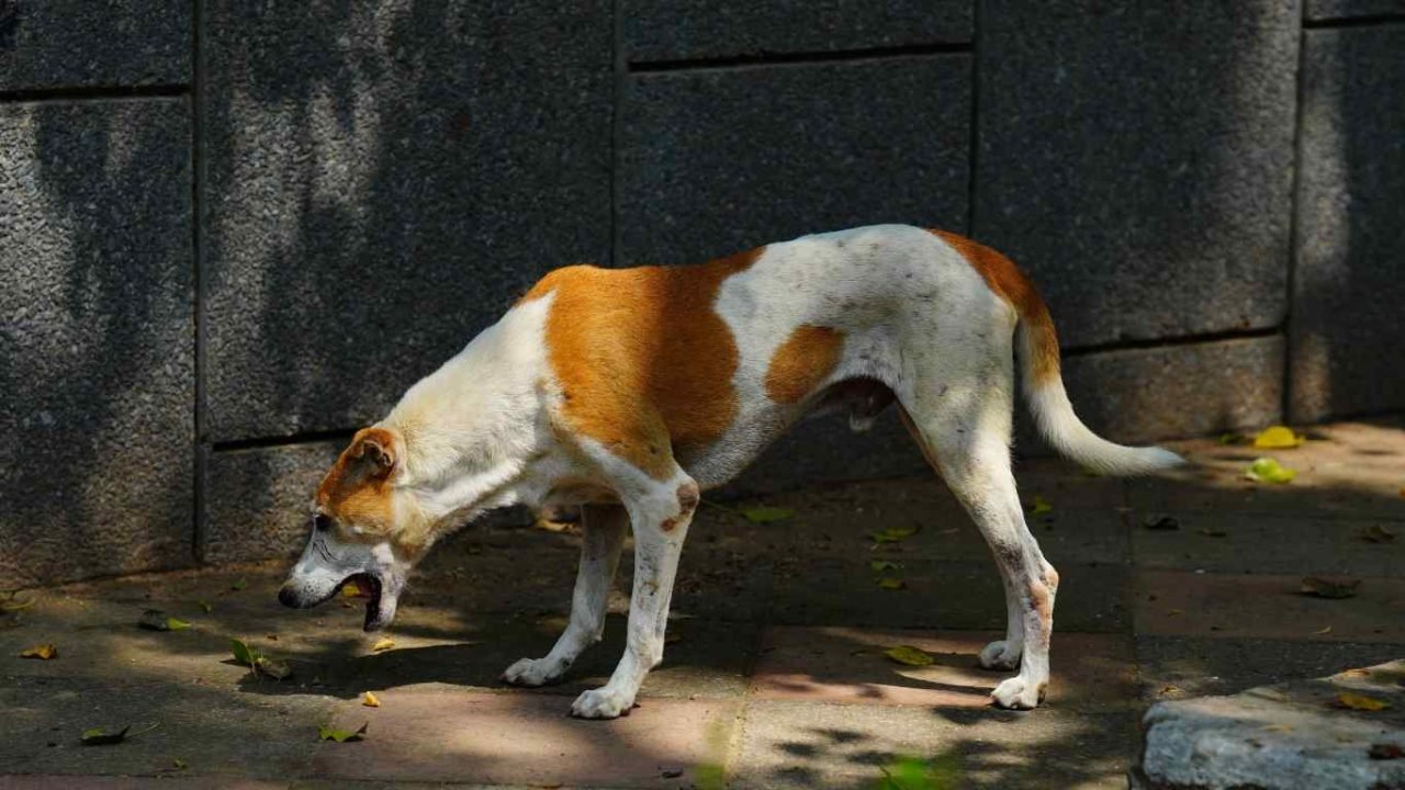 Are Iris Poisonous to Dogs? Safety Guide for Pet Owners