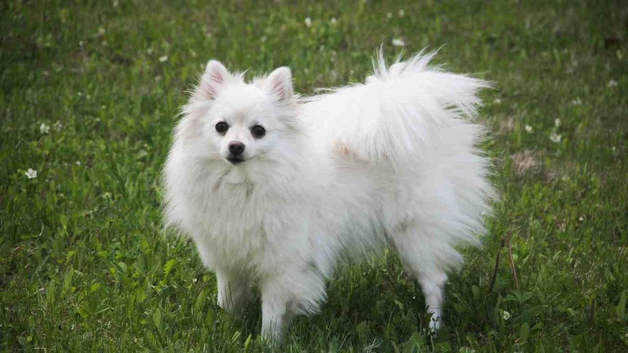 American Eskimo Dog Breeders - Trusted Choices