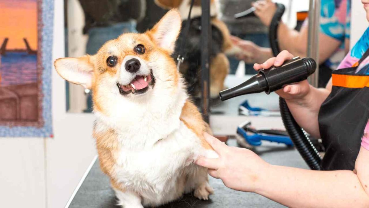 Handling Aggressive Dog Grooming with Care