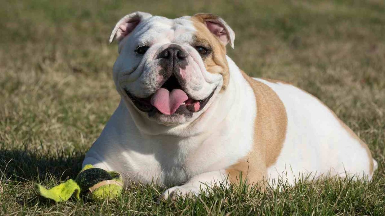Blue Mini English Bulldog: Compact Canine Charm