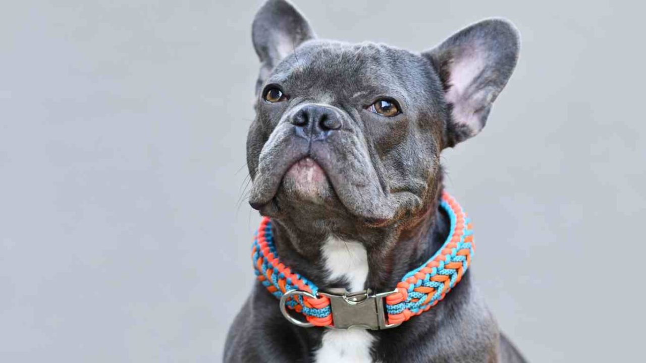 Blue Mini English Bulldog: Compact Canine Charm
