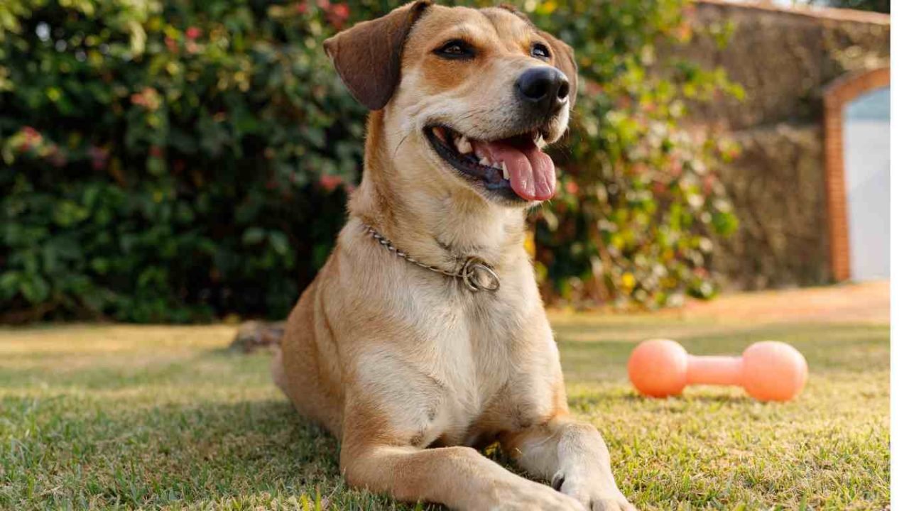 Breed of Dog Beginning With W: Explore the Wonderful World of W-Named ...